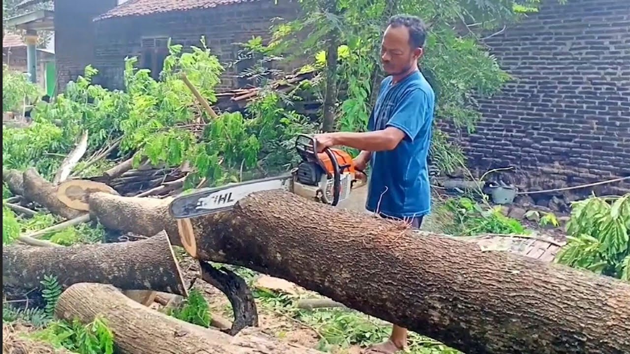 Proses pemotongan kayu dengan gergaji mesin menjadi berbagai ukuran ...