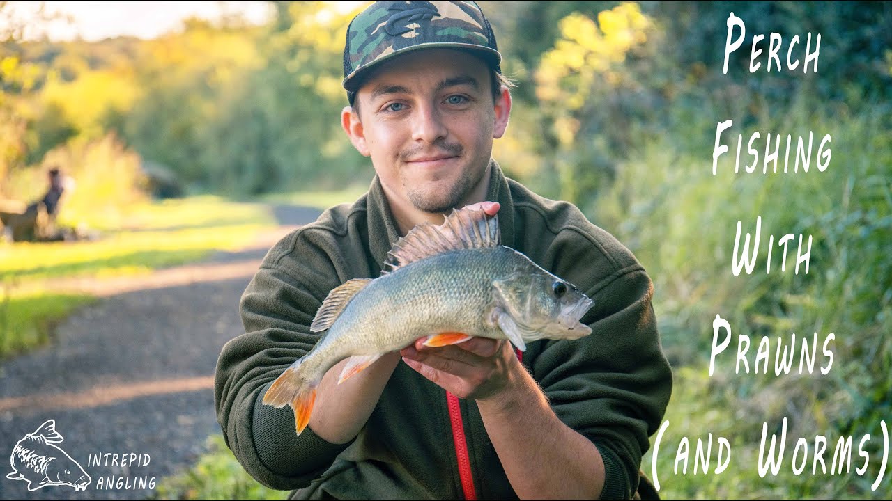 Perch Fishing With Prawns (and Worms) - YouTube