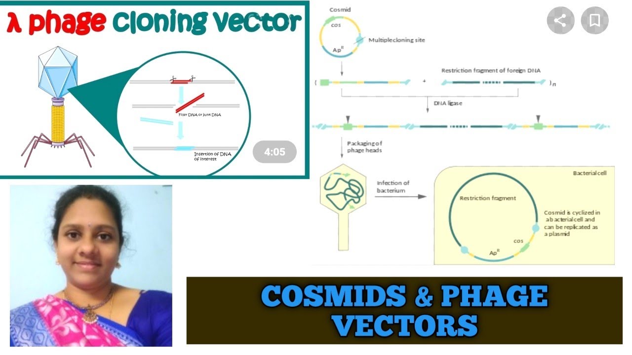 Cosmids & Phage vectors# cloning vectors# Genes & Genus - YouTube