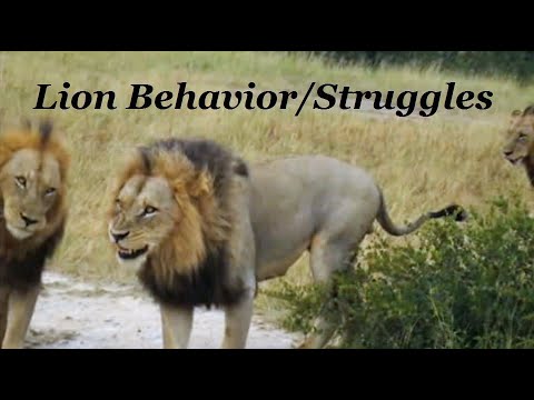 Lion Behavior & Struggles - YouTube