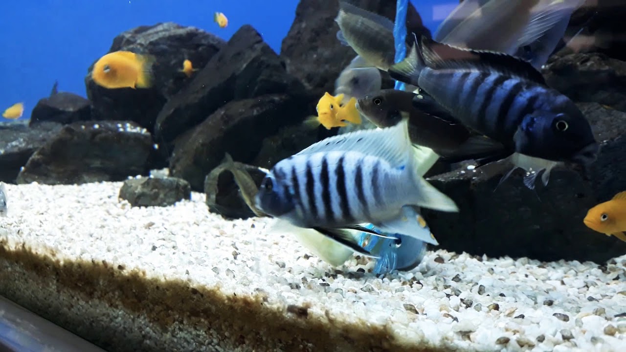 Lake Malawi Mbuna Cichlids - YouTube