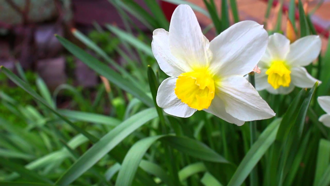Narcissus flower - DSLR test video - Canon EOS 650D (Rebel t4i) test ...