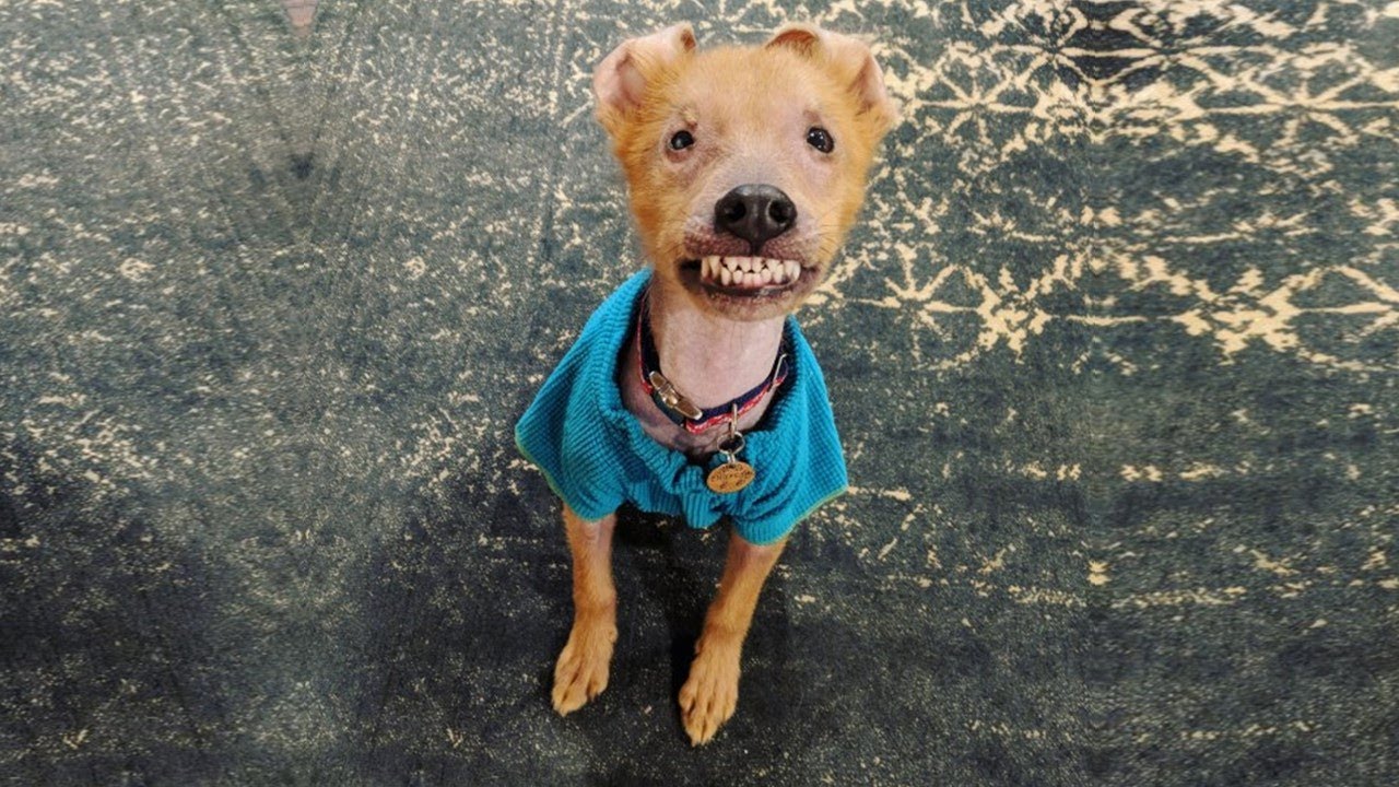 Heartwarming Rescue A Dog with Permanent Smile - YouTube