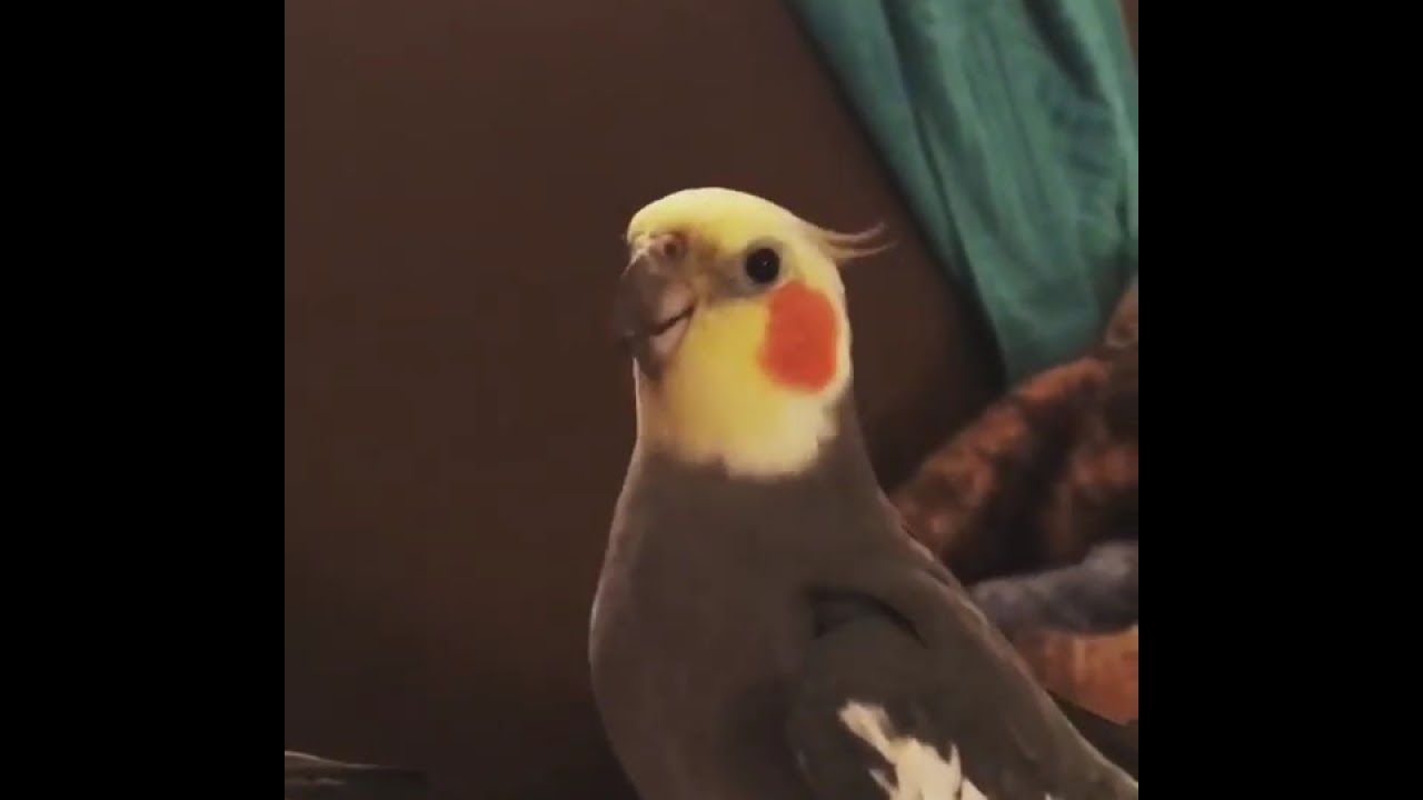 Cockatiels SINGING AND DANCING BIRDS!! - YouTube