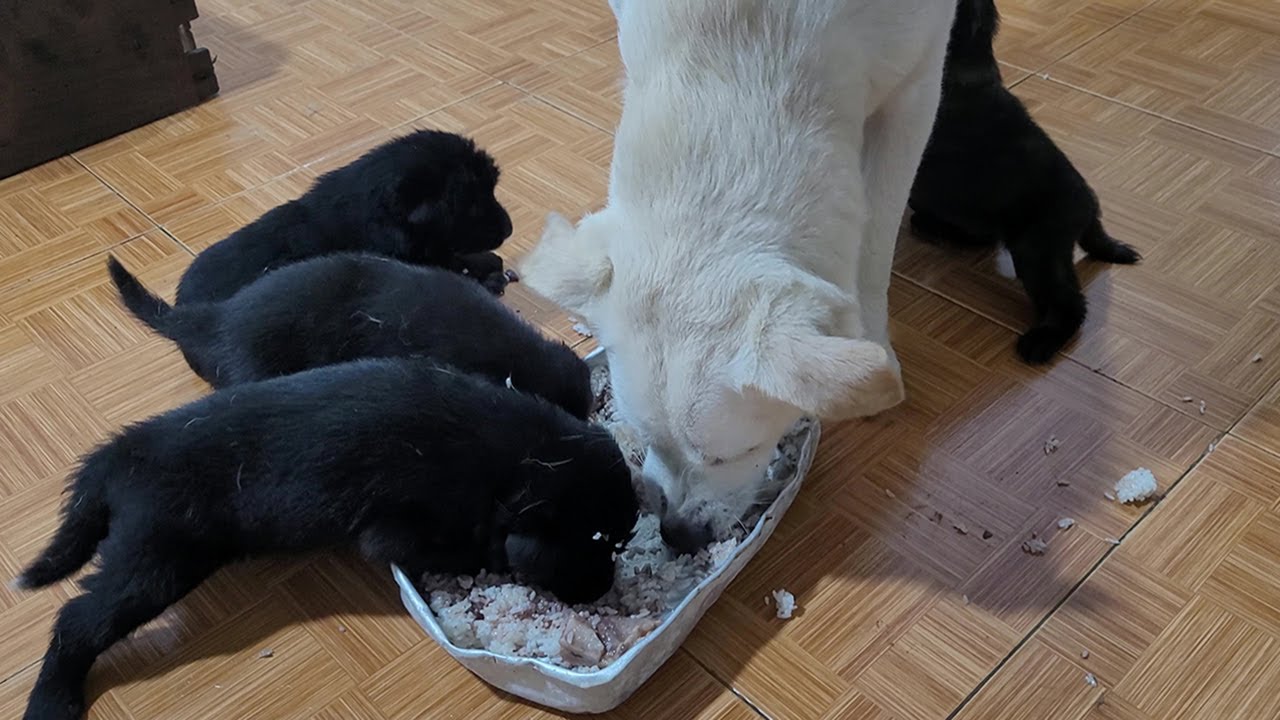 Hungry Puppies Compete for Food with Mother Dog - YouTube