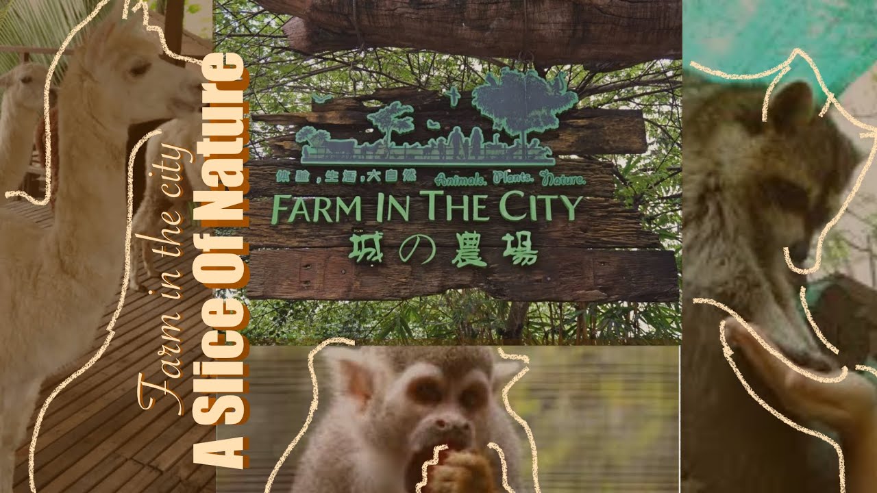 "Wait ‘til You See What This Monkey Did! | Farm Life in the City 🌿 ...