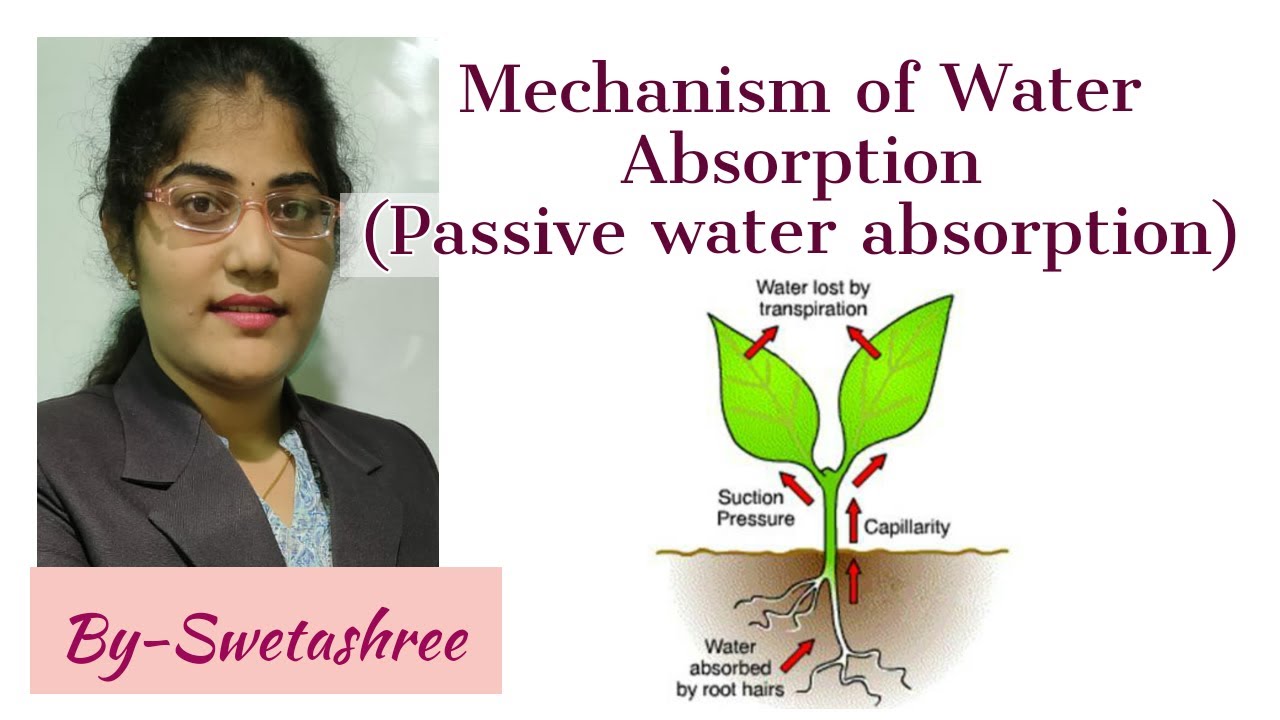 Mechanism of Water Absorption || Passive water absorption || snebs ...