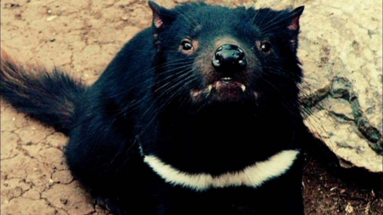 Tasmanian devil sound effects|cutest devil - YouTube