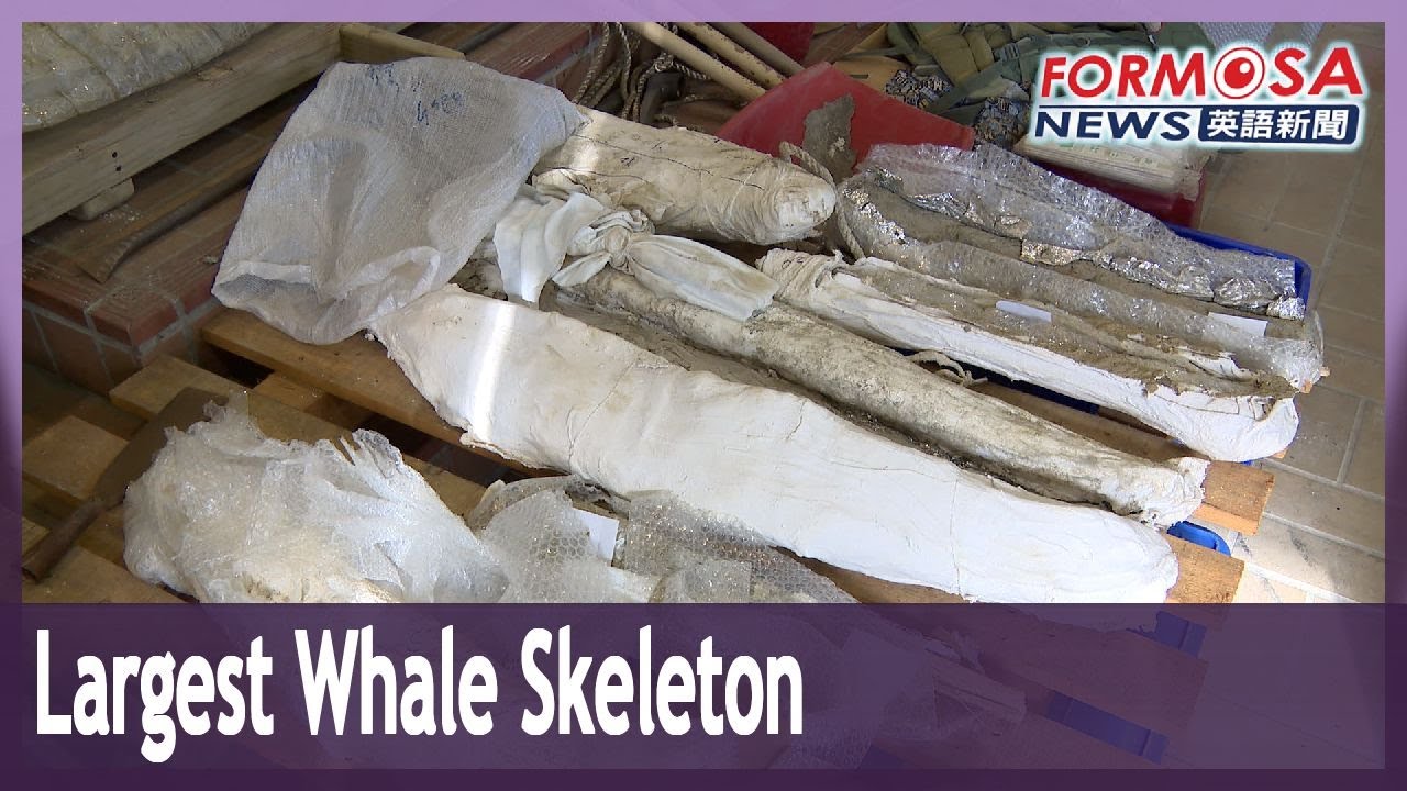 Scientists unearth largest and most complete fossilized whale in ...