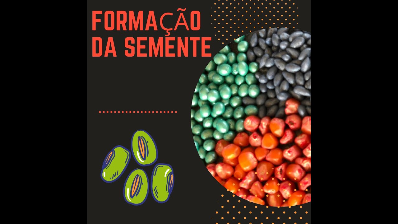 Sementes _ Formação da Semente (22 09 2020) - YouTube