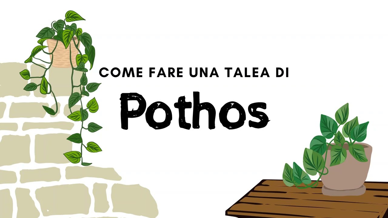 Come fare una talea di Pothos - YouTube