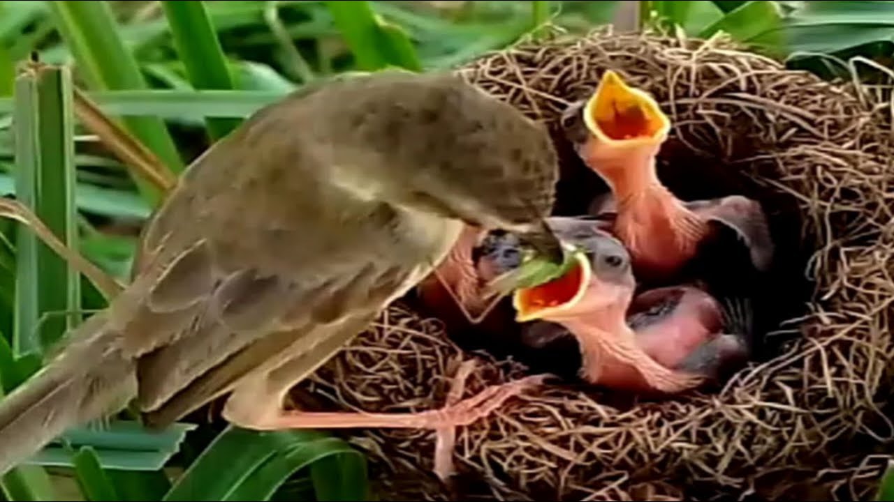 Bar-winged prinia Birds bring locusts to eat#birds - YouTube