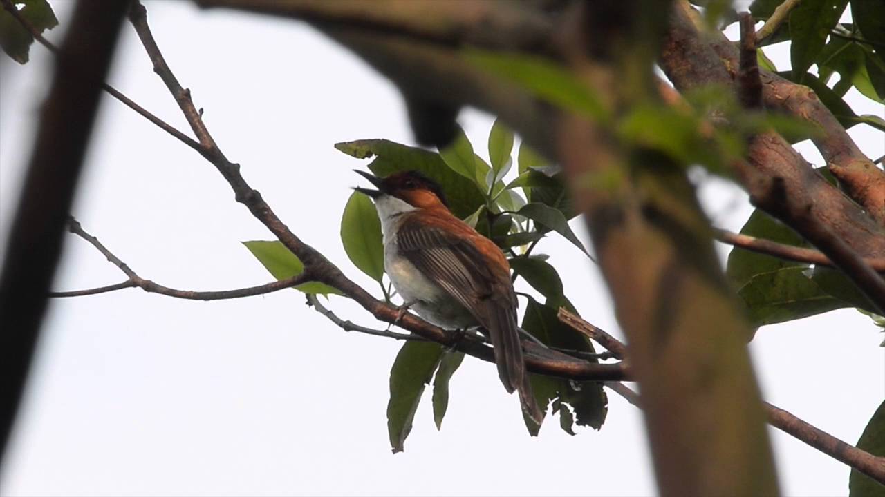 栗背短腳鵯 Chestnut Bulbul - YouTube