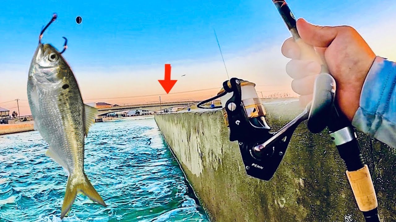 Tossed a LIVE! Baitfish along the SEAWALL and Caught This! - YouTube