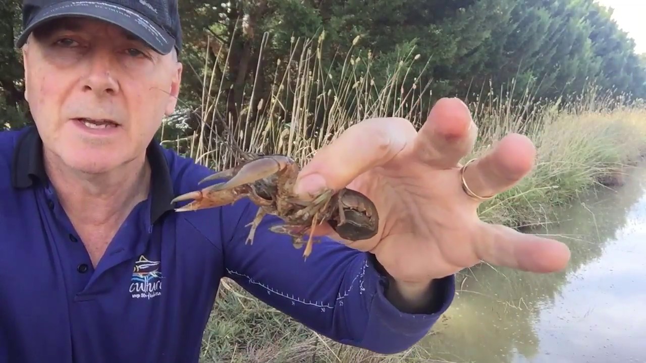 Catching yabbies the "old school" way and a few carp!!! - YouTube