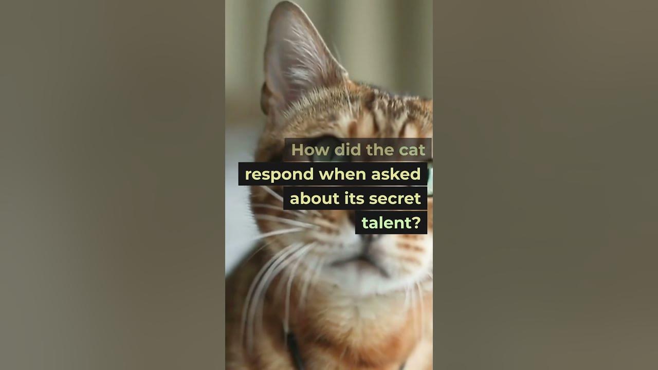 Chat GPT jokes about cats! - YouTube