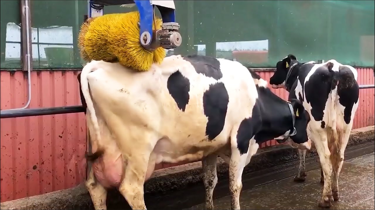 Incredible Farm Cow Cleaning Automatic Milking Cows Cowshed Cleaning ...