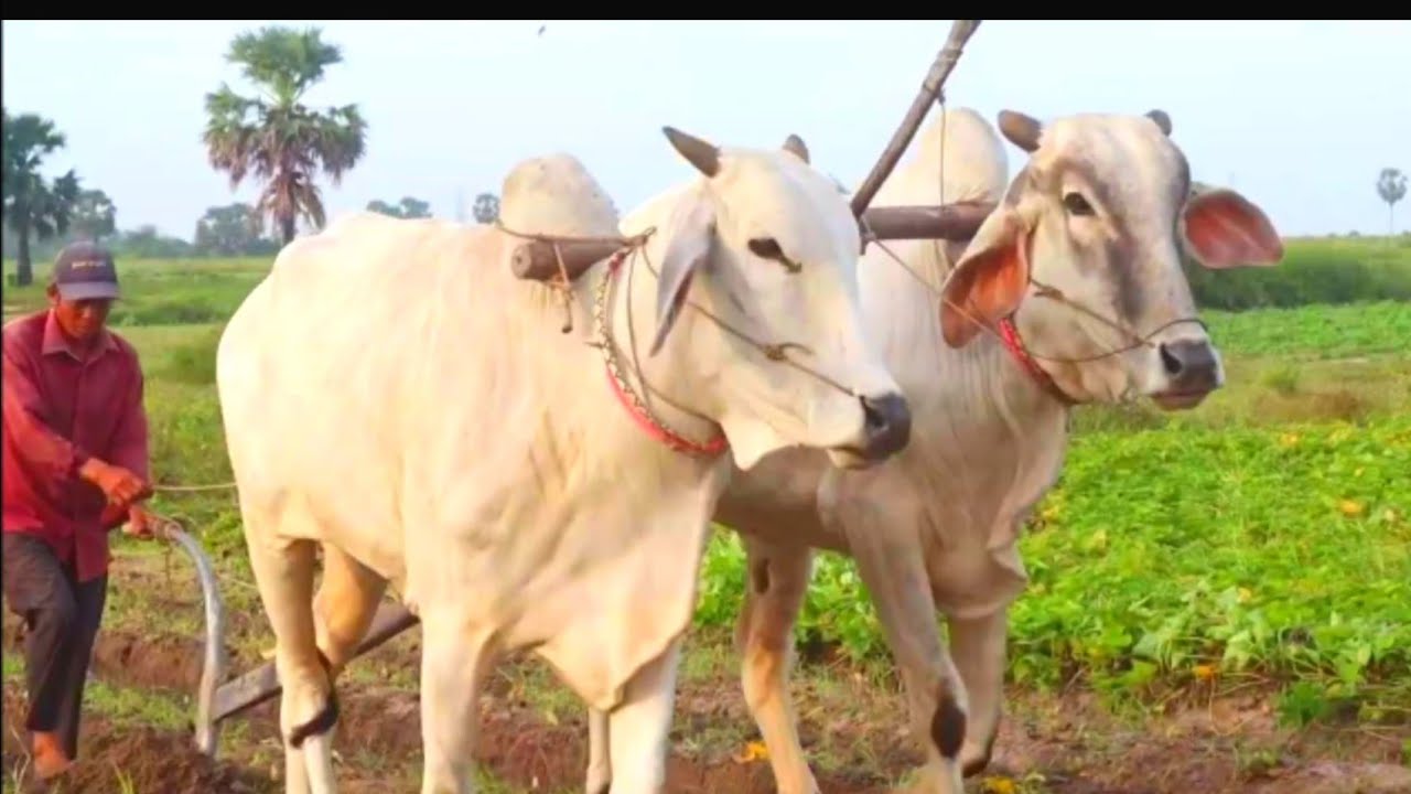 Great, Cow plowing potatoes Farmers harvest | Cambodia cow great, Wow ...