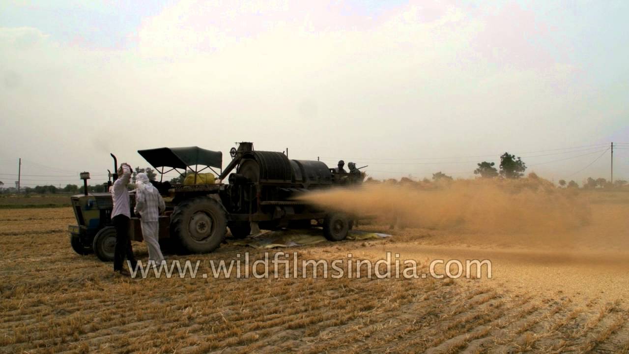 Wheat chaff can cause allergies, but threshing an integral part of ...