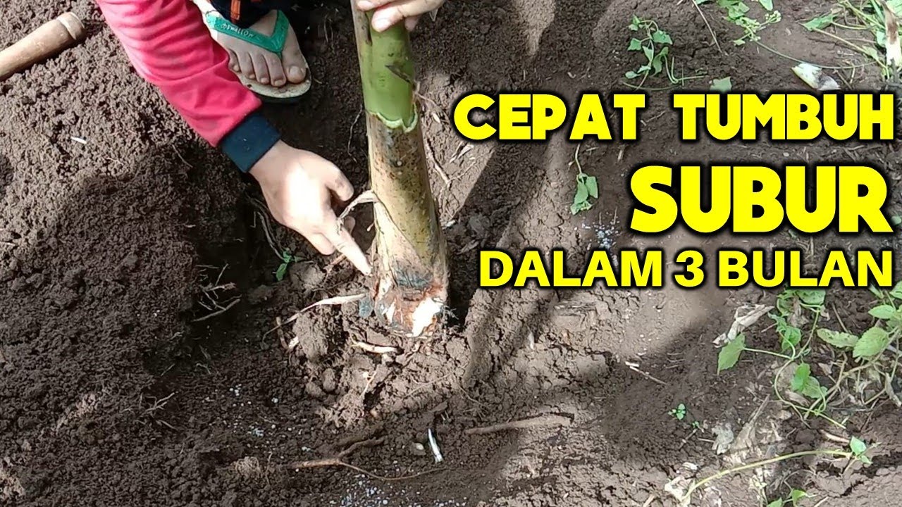 Cara menanam pisang raja tutorial lengkap dan detail - YouTube