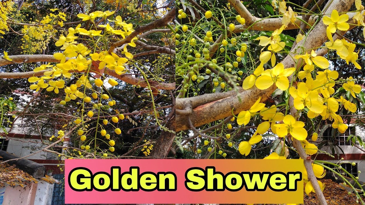 Golden Shower plant popular for its ornamental flowers & medicinal ...
