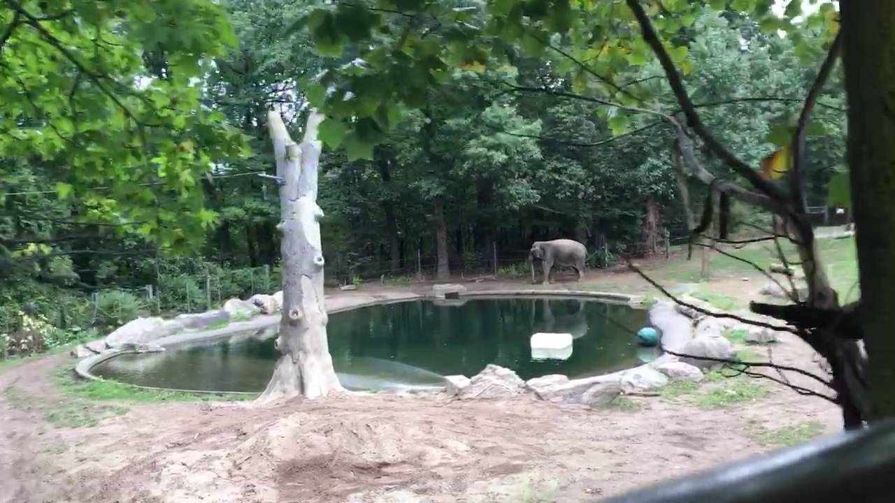 Bronx Zoo Wild Asia Monorail ride - YouTube