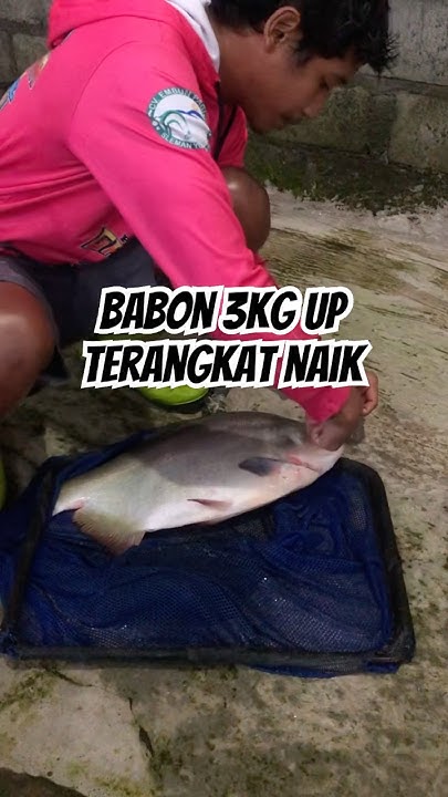 Master bawal 3kg up terangkat 😱 #shorts #kolamikan #pemancinganbawal #mancingbawalbabon - YouTube