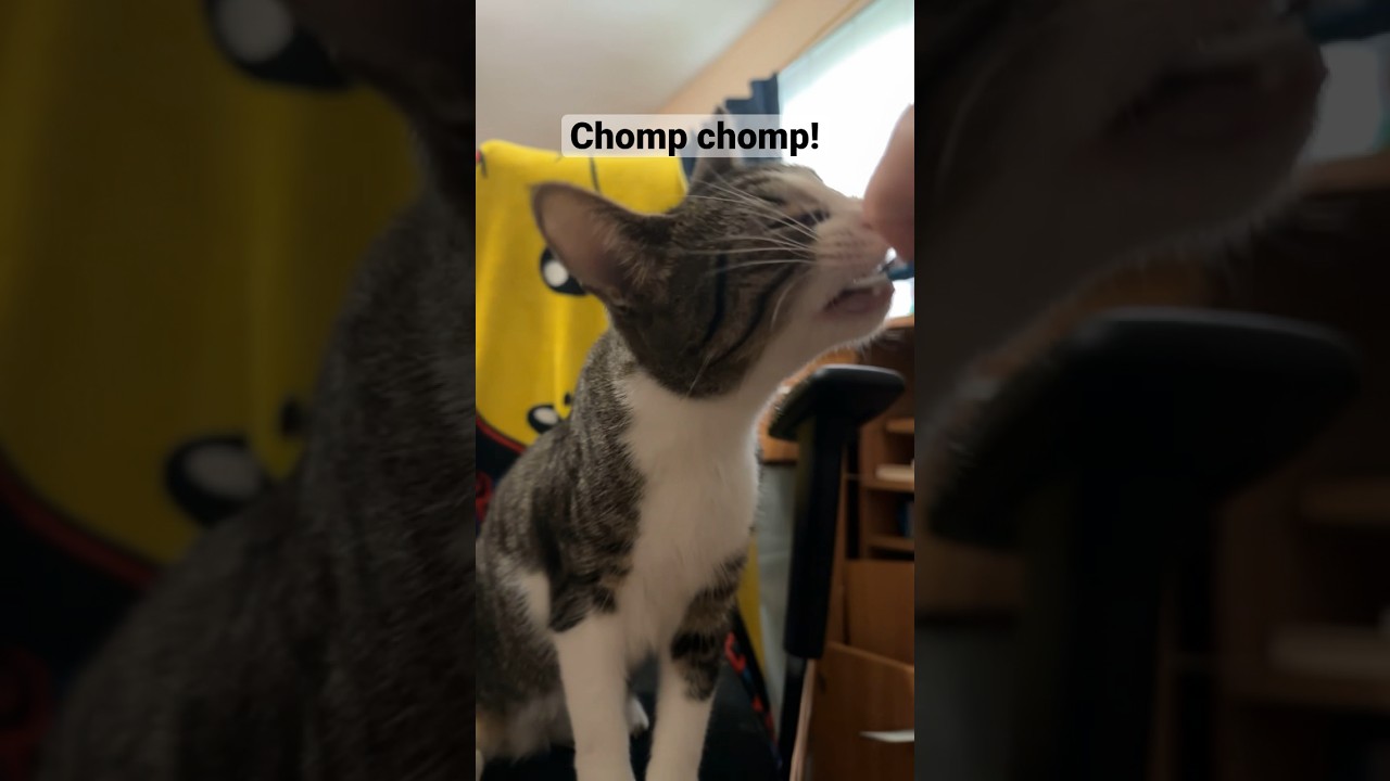 Chomp! #cats #catlover #catsoftiktok #cutekitty #catvideos #cutecat # ...