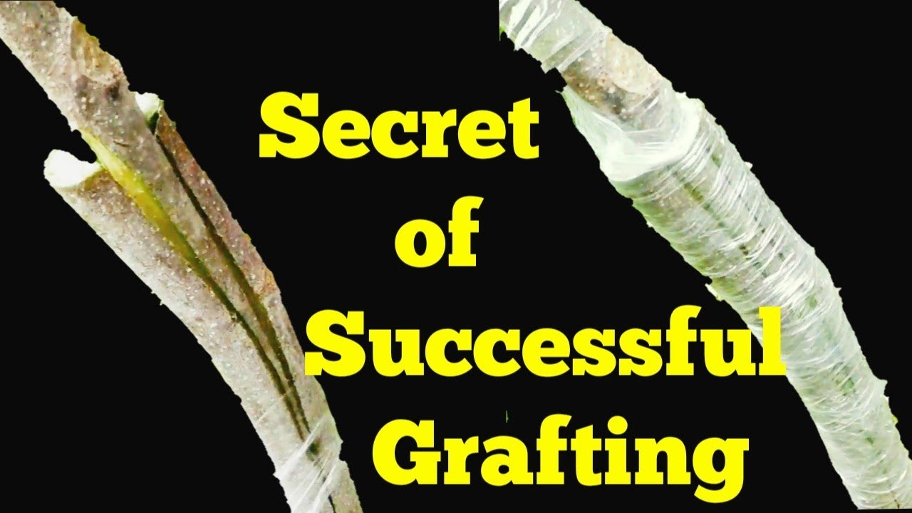 How to Graft Plant. Method of Cleft Grafting. - YouTube