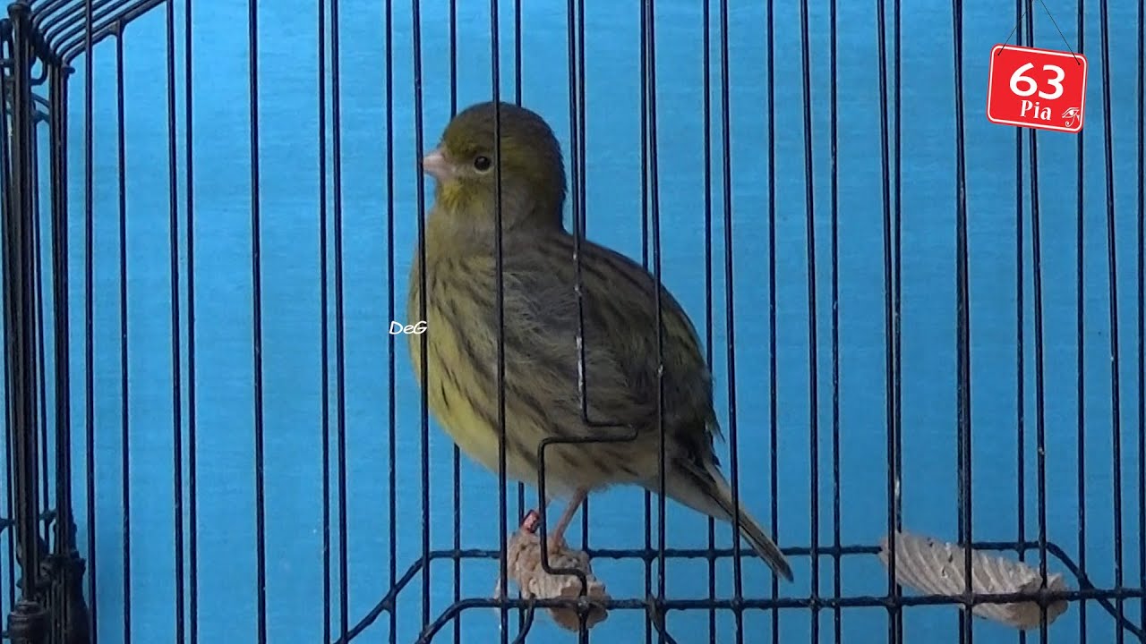 foul green buff hen 63 - YouTube