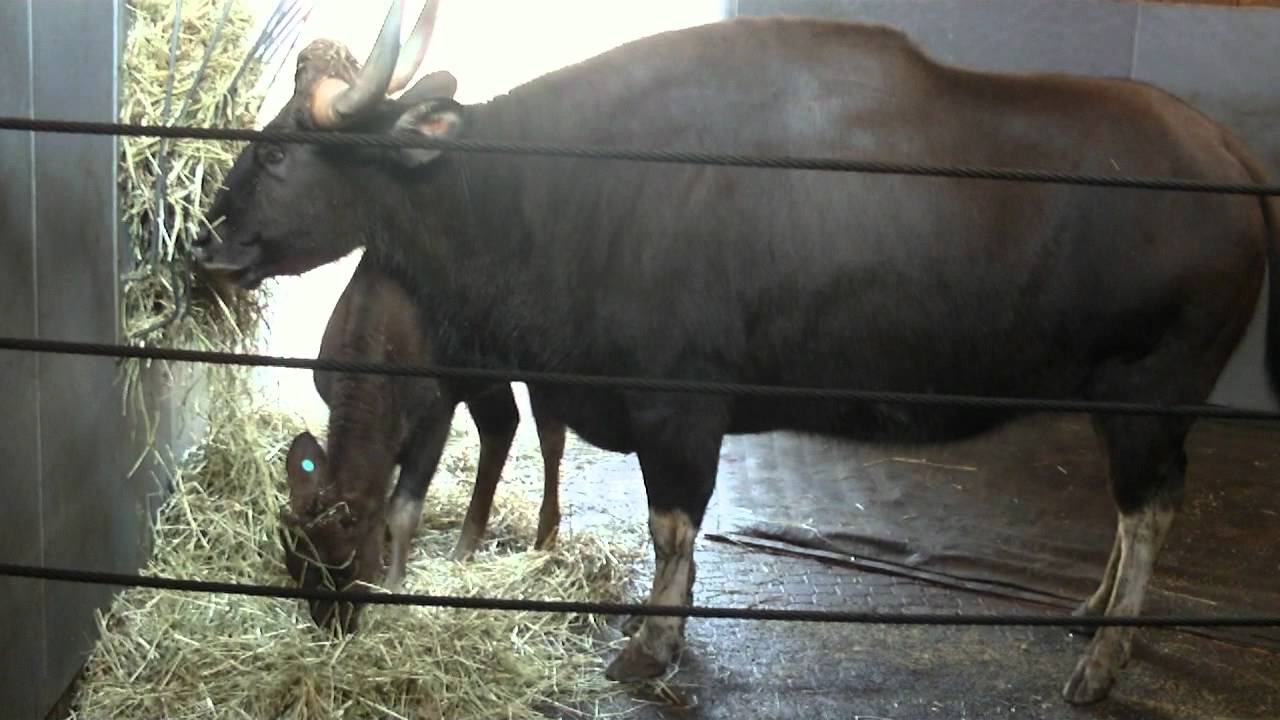 Baby Gaur and her mother at the Toronto Zoo - YouTube