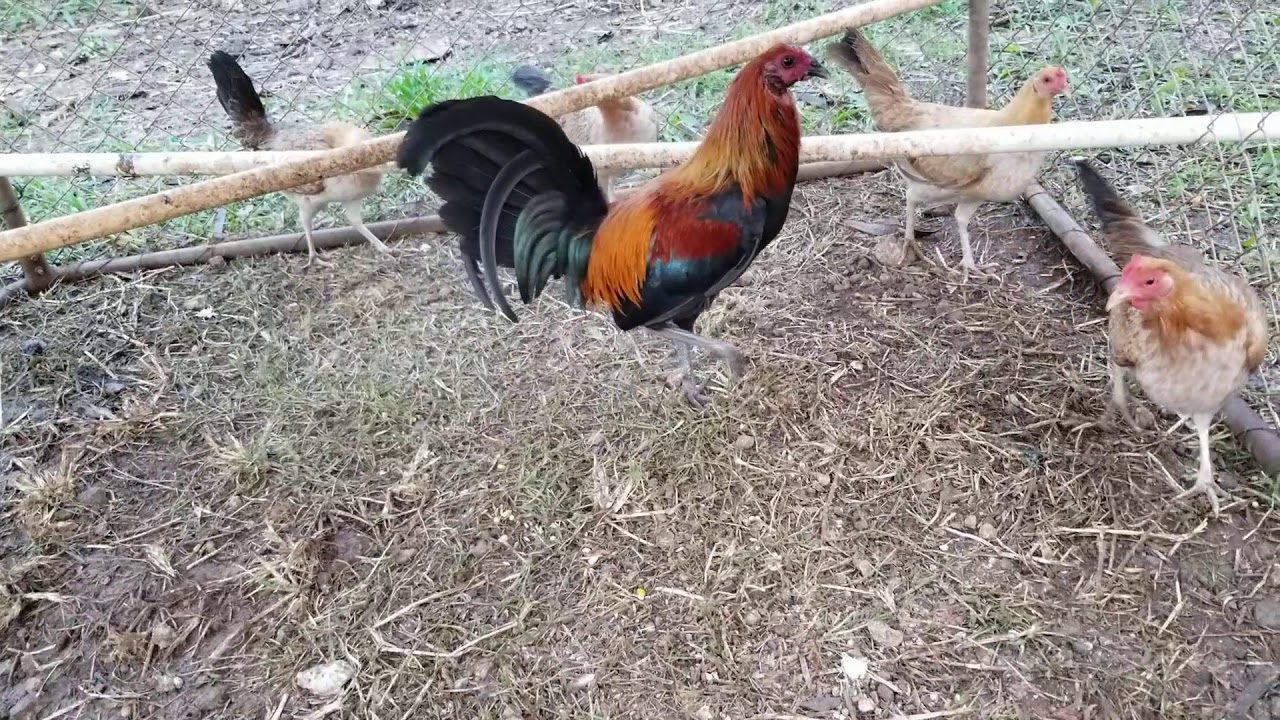 Melsim Black over Pumpkin Hens - YouTube