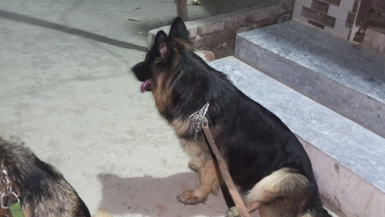 German Shepherd female Bella 7 June 2023 - YouTube
