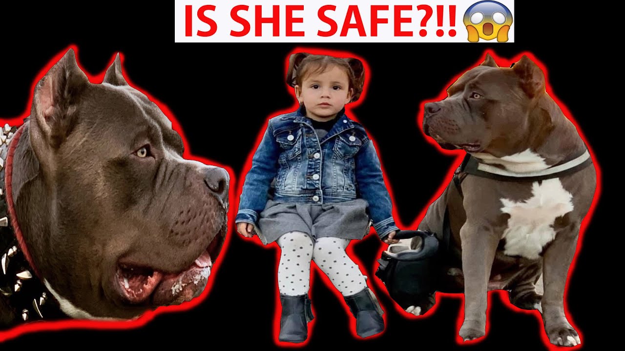 Are Pitbulls Safe
