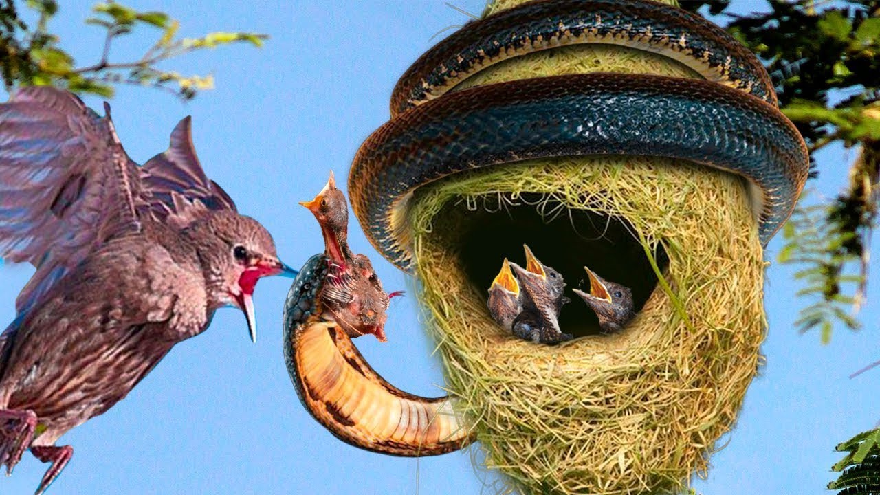 Snakes Take Baby Birds From Nest, Mother Bird Attacks Snakes - YouTube