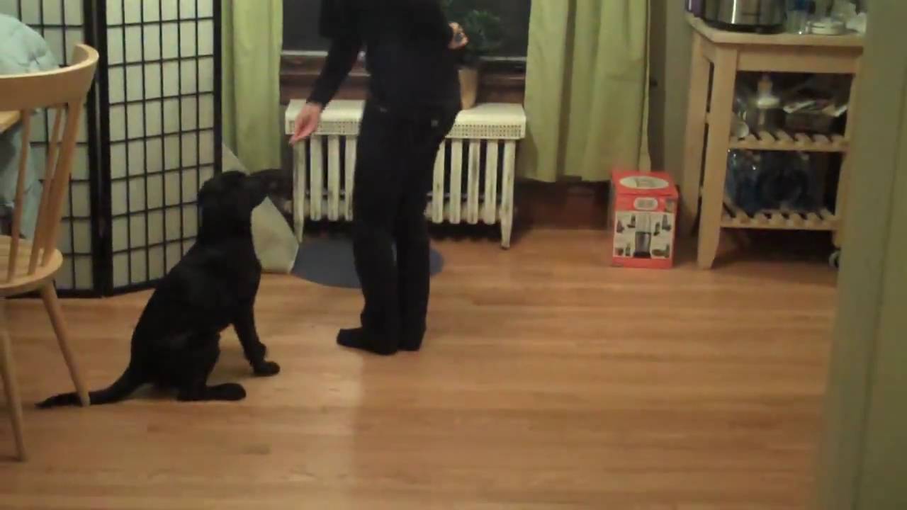 Funny Black Labrador Puppy Training Session - YouTube