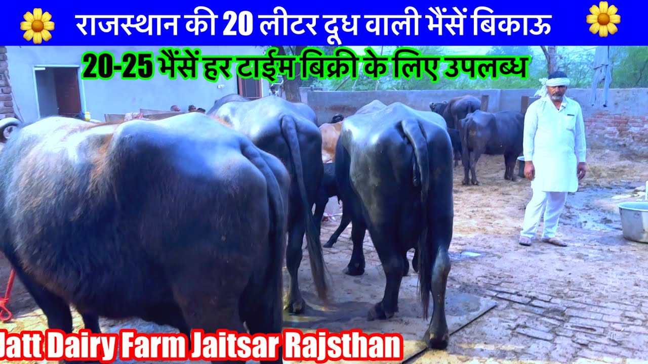 राजस्थान की 20 लीटर दूध वाली भैंसें बिकाऊ जाट Dairy Farm Jaitsar Mandi ...
