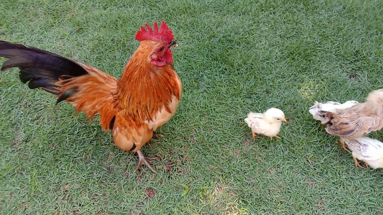 Pygmy chicken (Serama). - YouTube