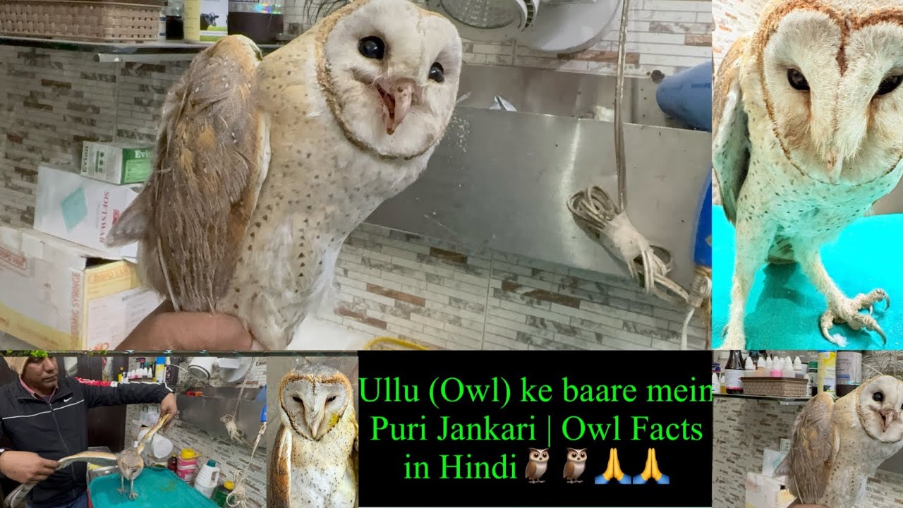 “Ullu (Owl) ke baare mein Puri Jankari | Owl Facts in Hindi”🦉🙏.|| # ...
