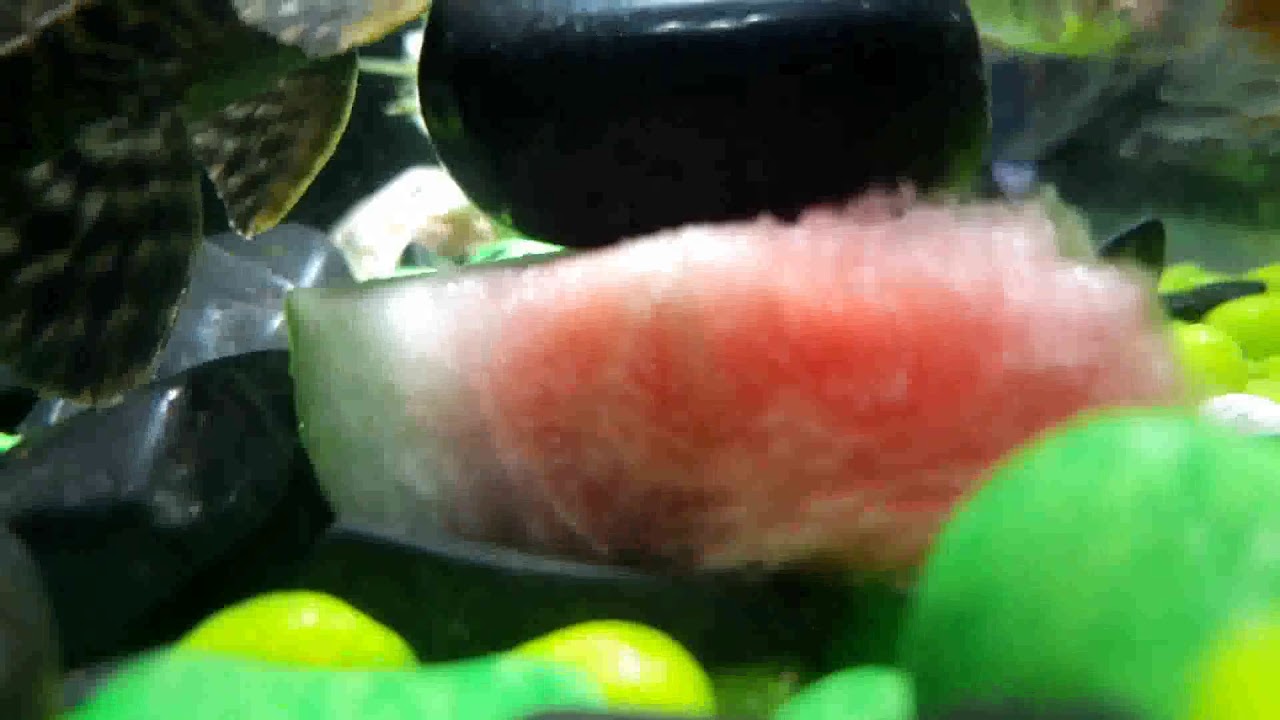Feeding watermelon to pleco fish 🍉 - YouTube
