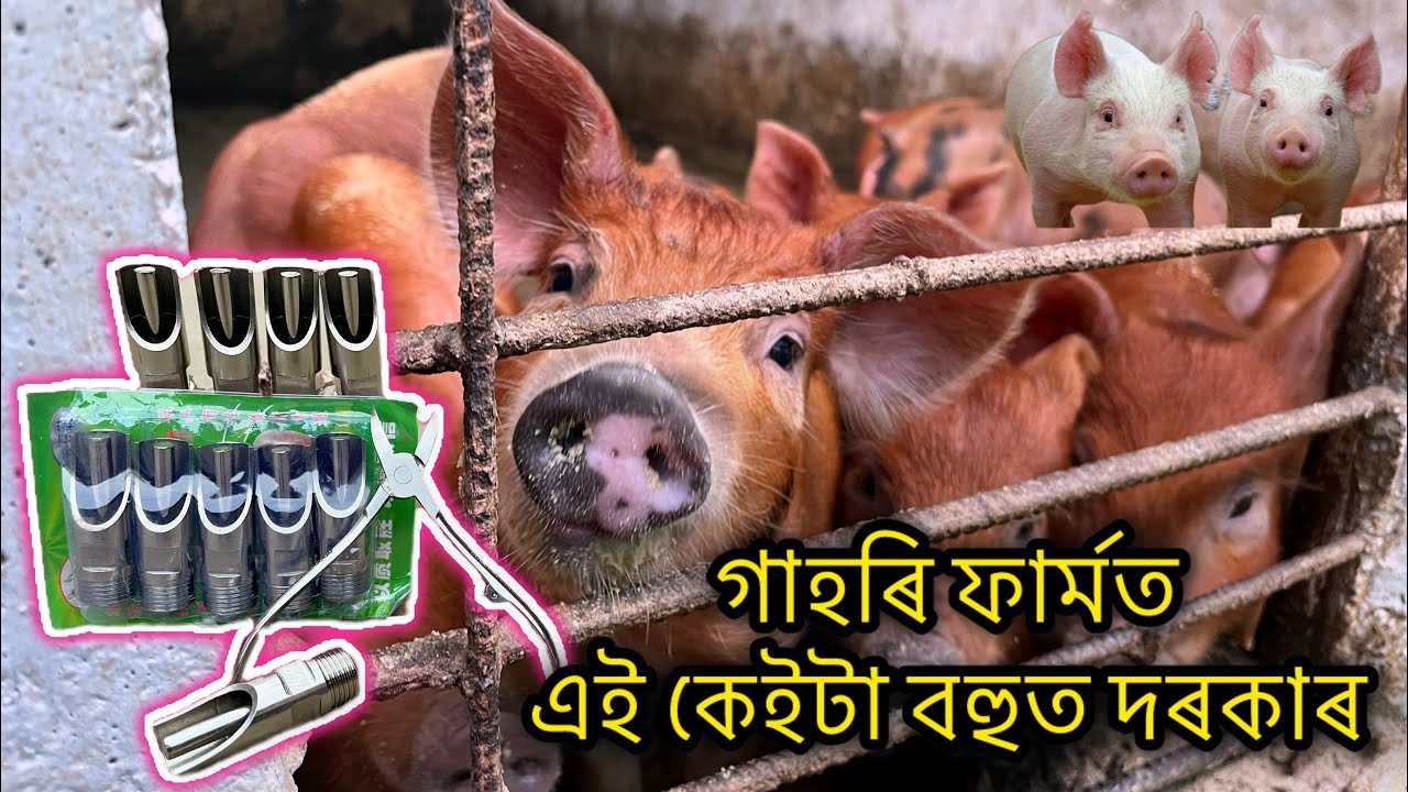 Important tools for pig farming // tools for piggery - YouTube