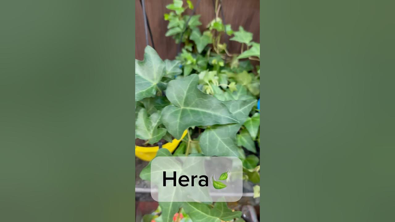 Você conhece a planta Hera!#plantas #folhagem - YouTube