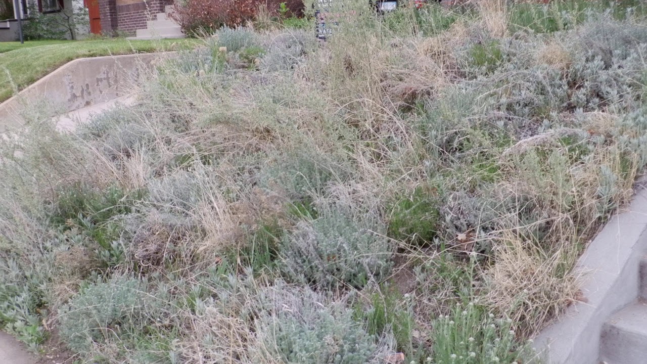 DSCF0450-Denver, Colorado Native Plant Landscaping Project Early June ...