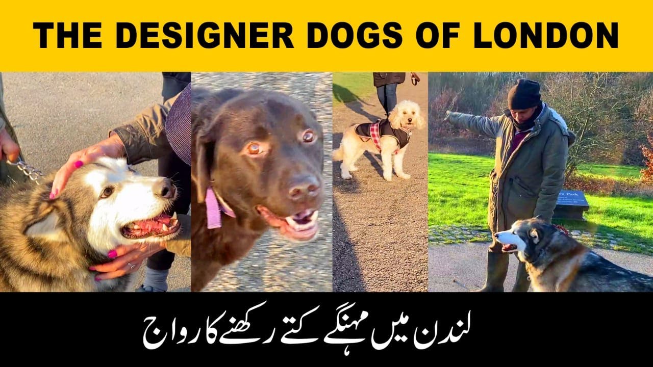 The designer fashionable dogs of London - YouTube