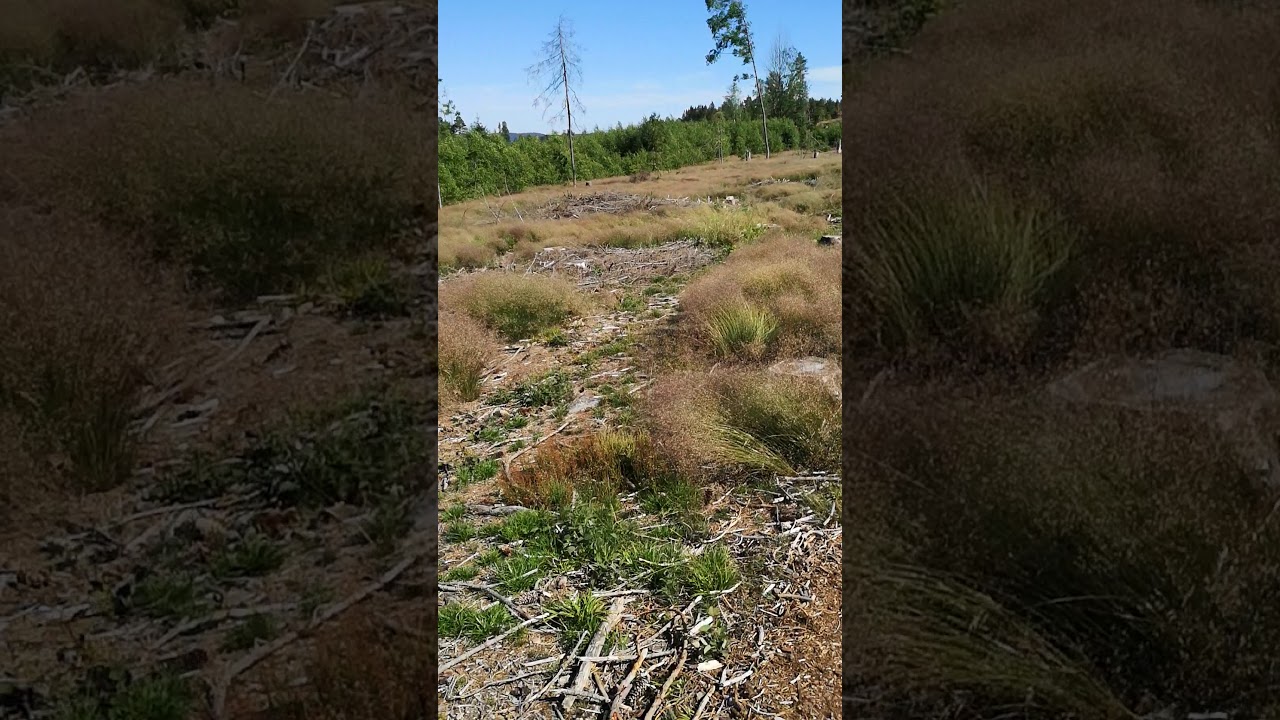 Weird grass - YouTube