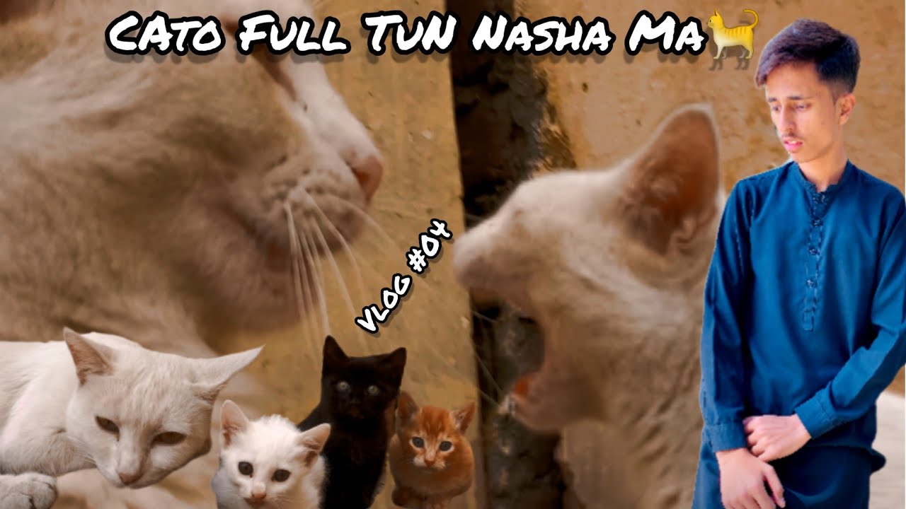 CaTo 🐈 Full Nasha Ma 🍾🤣 || Wahcantt || Vlog#4 || Kashan Ali Daily Vlogs ...