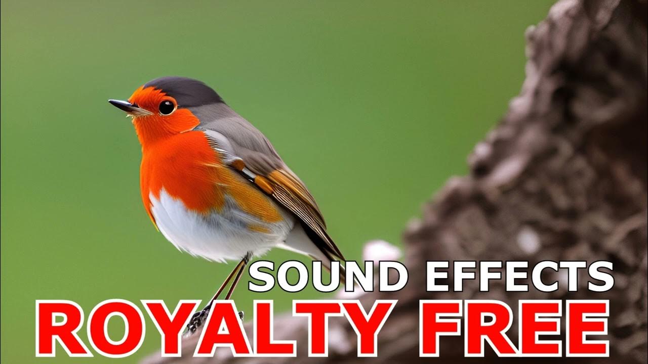 Finch Bird Chirping Sound Effect | Free to Use | Royalty-Free Bird Sounds - YouTube