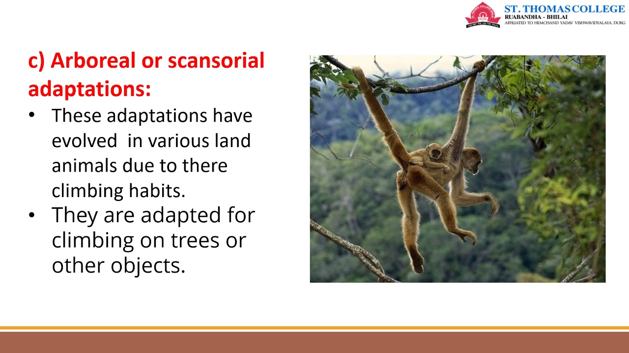 Terrestrial adaptations in vertebrates by Dr Neethu Raj Panickar - YouTube