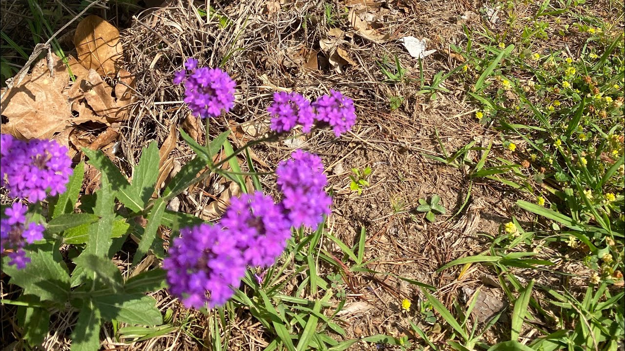 speed blitz gameplay - YouTube