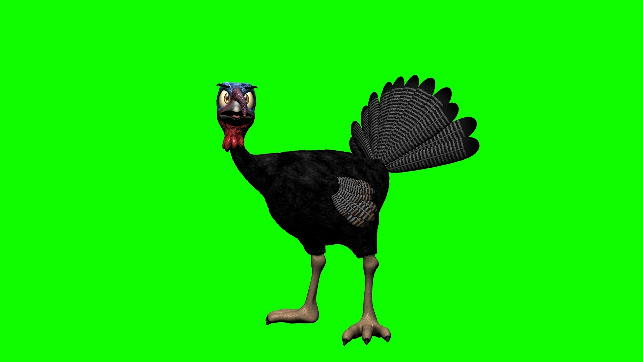 4K Green Screen Free - TALKING TURKEY You add the voice - YouTube